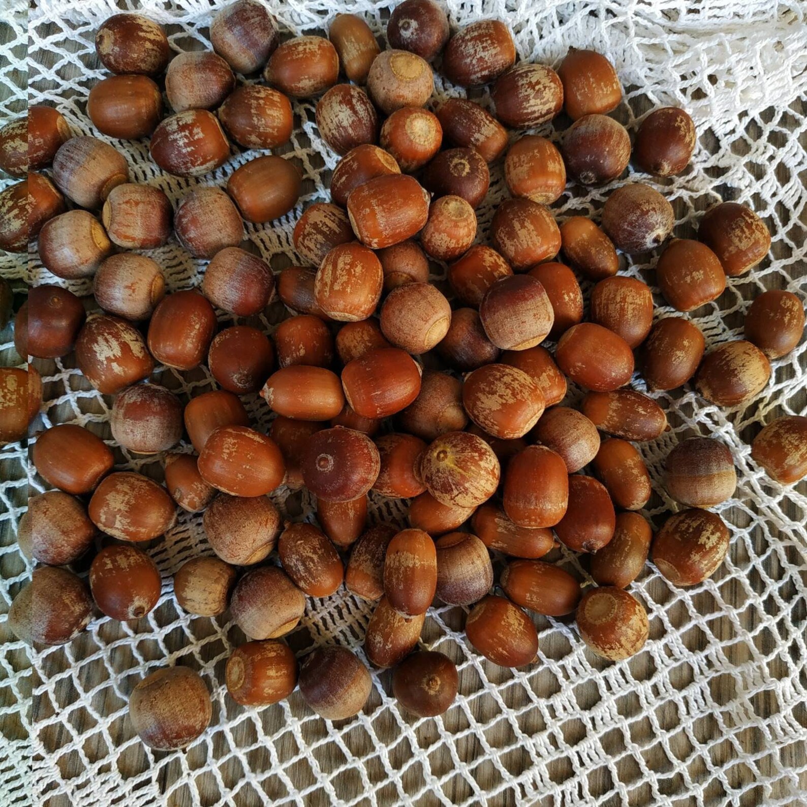 100 Dry Acorns Without Caps. Real Dried Acorns for Craft. - Etsy