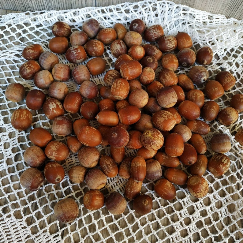 100 Dry Acorns Without Caps. Real Dried Acorns for Craft. - Etsy