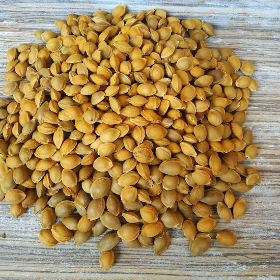 200 Pcs Apricot Pits. Real Organic Dried Apricot Pits. Apricot - Etsy