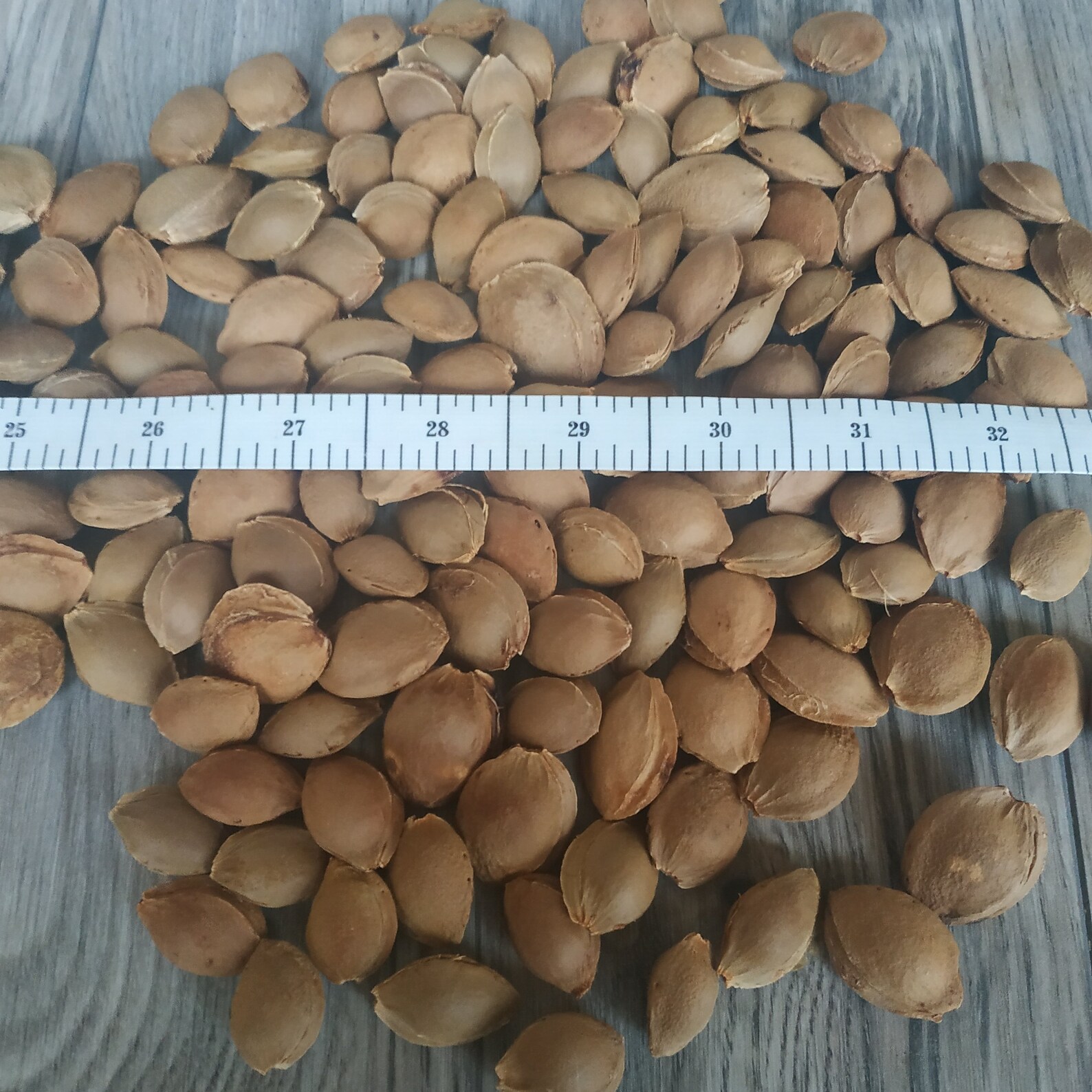 130 Pcs Apricot Pits. Real Organic Dried Apricot Pits. Apricot - Etsy