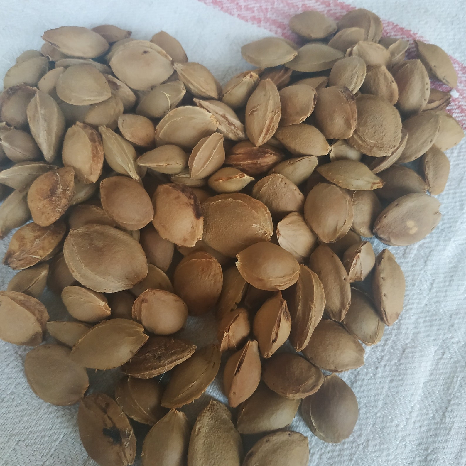 130 Pcs Apricot Pits. Real Organic Dried Apricot Pits. Apricot - Etsy