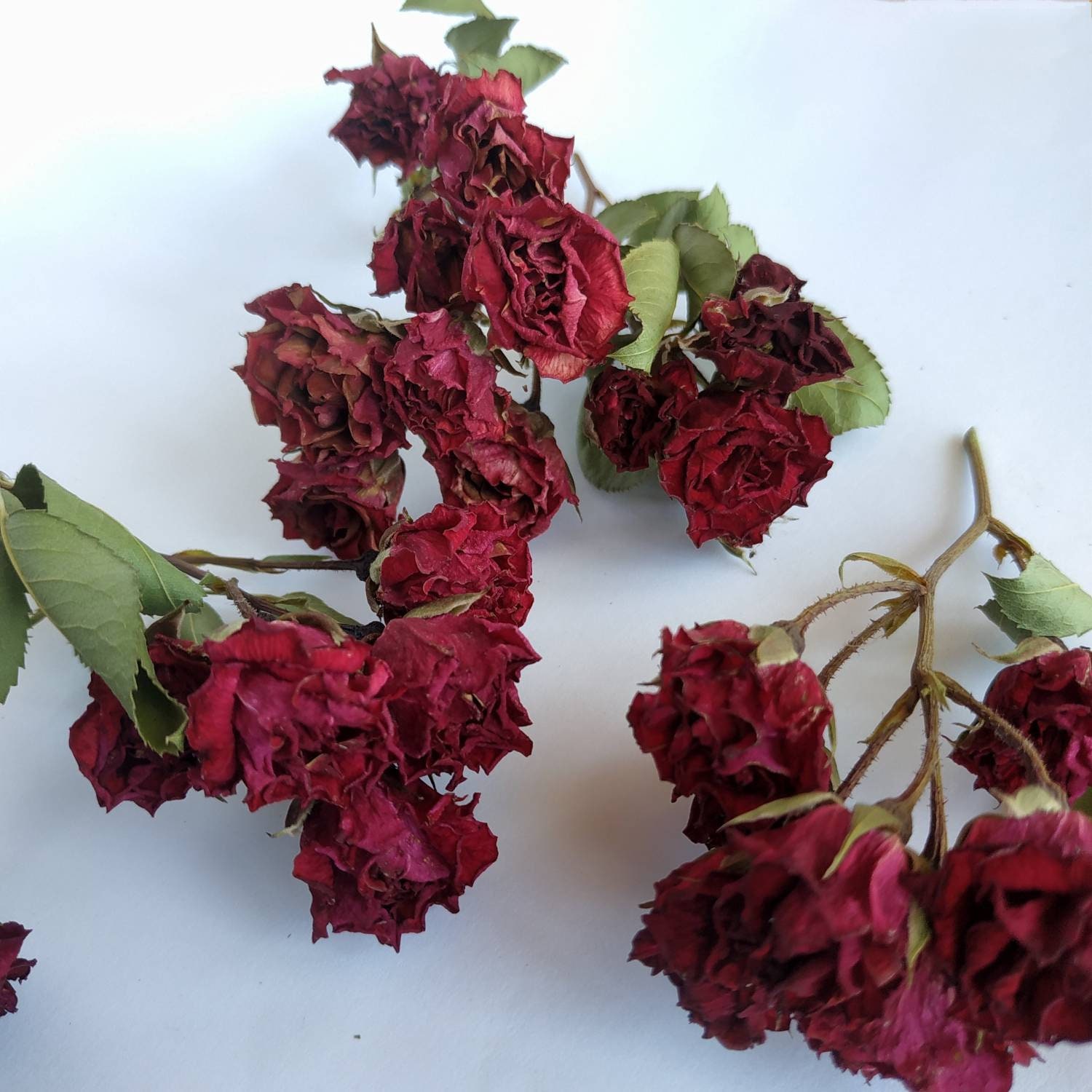 Small dried roses with stem. Dried roses mini bouquet. Dry | Etsy