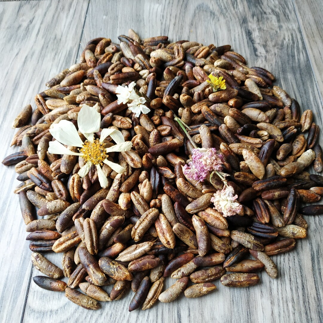 Dried Date Pits 100 Pieces for Decorations. Organic Decoration Material ...