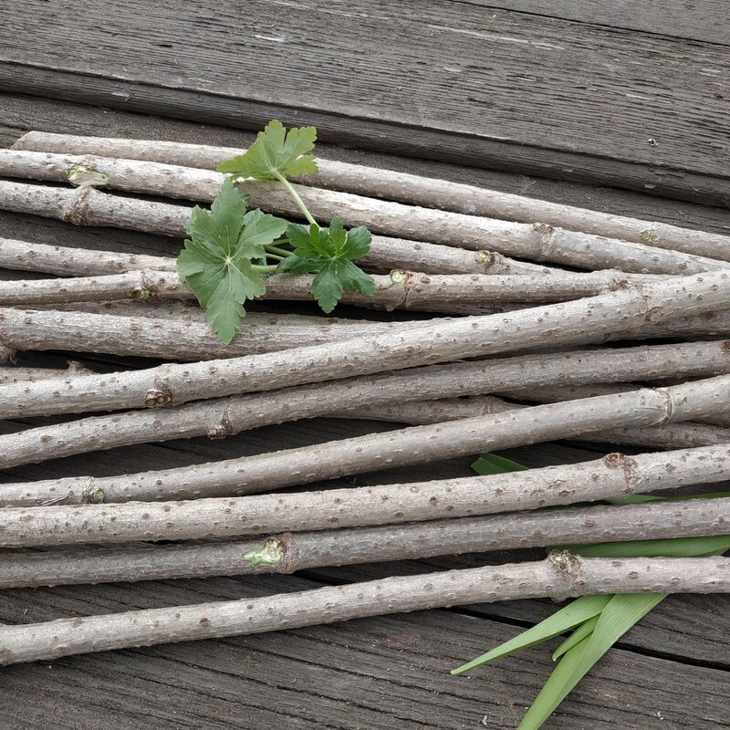 Elder Wood - Etsy