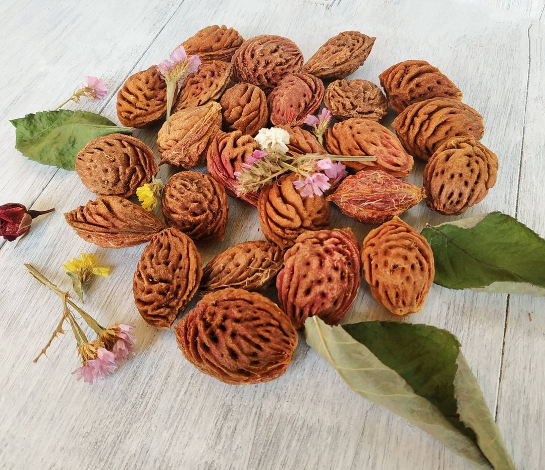 35 Pcs Peach Pits. Real Organic Dried Peach Pits. Peach Pits - Etsy