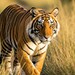 Powerful Tiger Digital Download Wildlife Wall Art Printable - Etsy