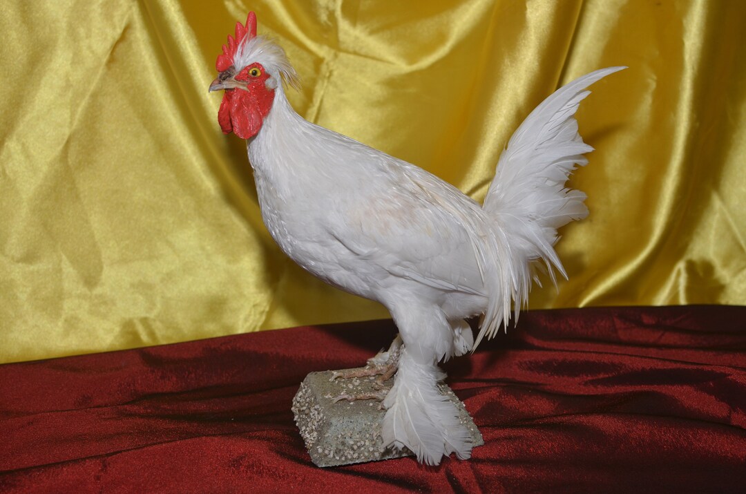 Burmese Bantam Rooster Taxidermy Mount - Etsy