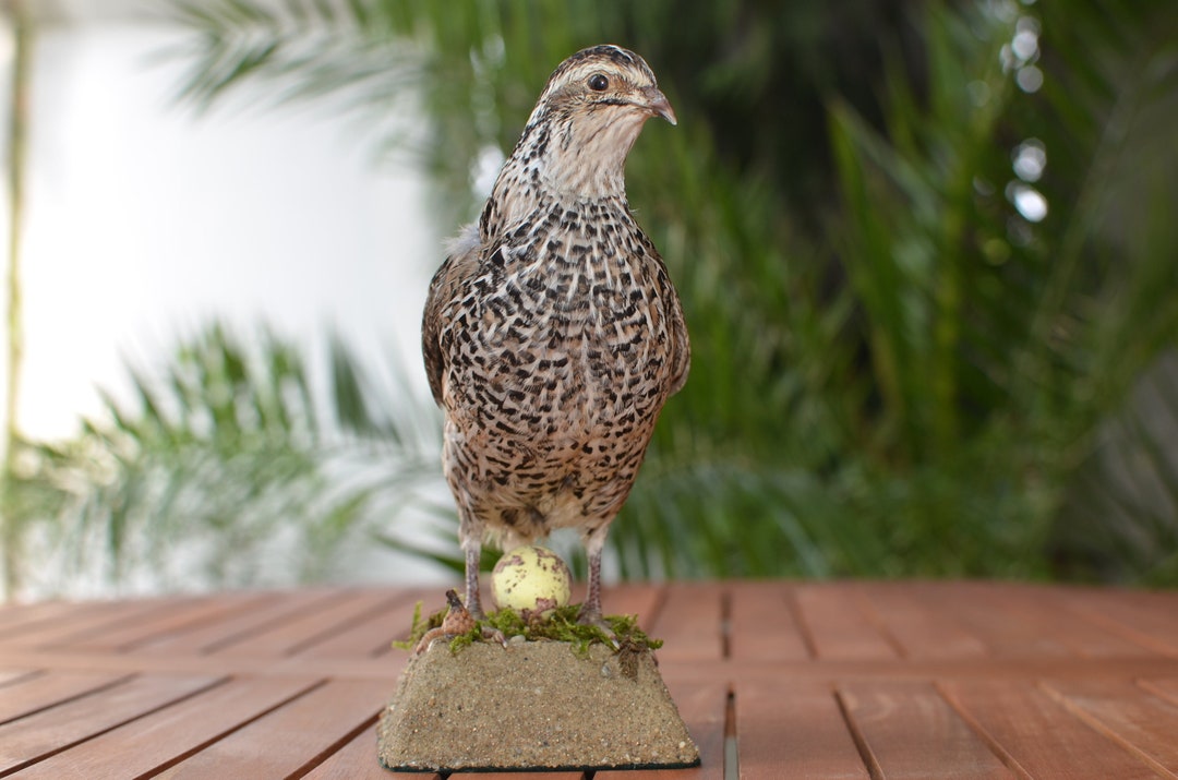 Quail With Egg Taxidermy Stuffed Bird Mount EQ12 - Etsy