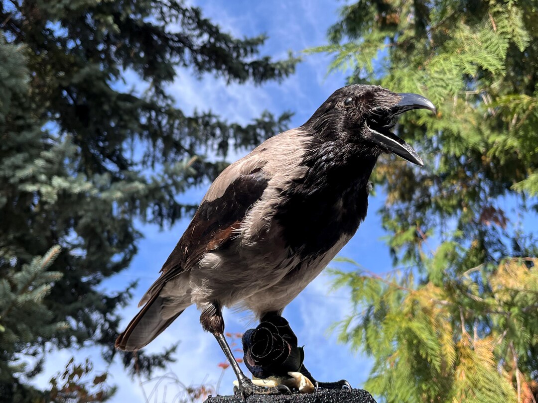 Hooded Crow Taxidermy – Gothic Halloween Display With Badger Jaw ...