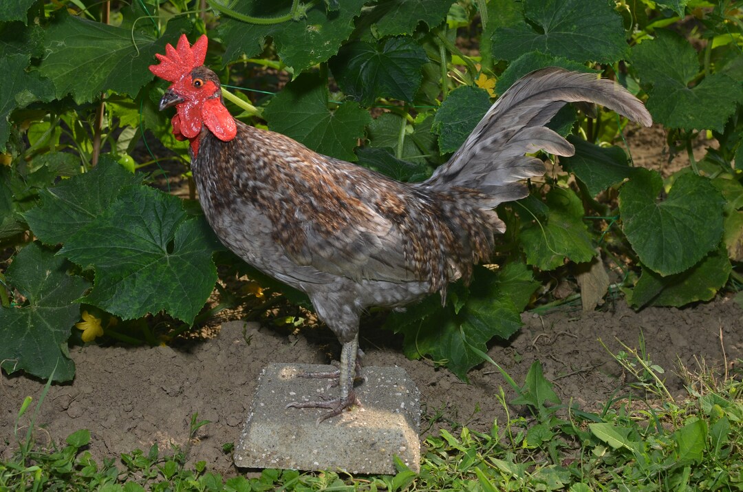 Dutch Bantam Rooster Taxidermy Mount DB04 - Etsy
