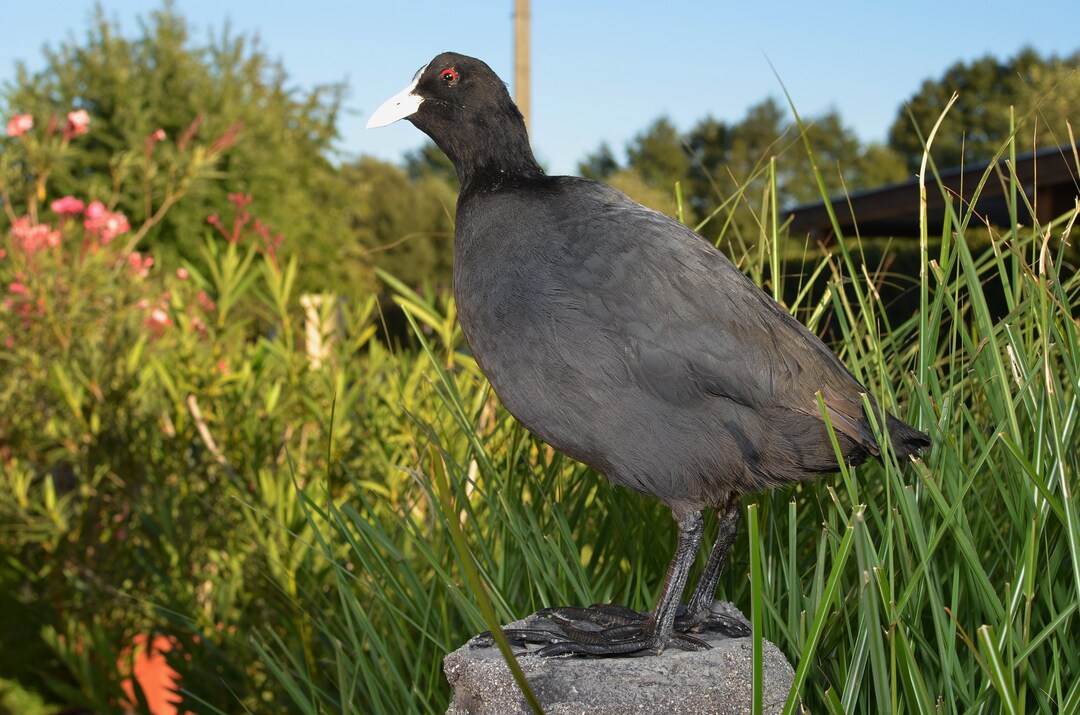 Coot Real Taxidermy Stuffed Bird Mount #EC16 - Etsy