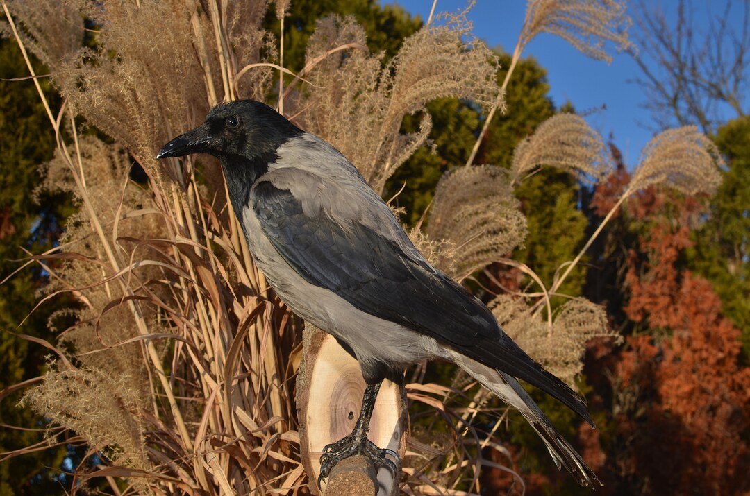 Hooded Crow Taxidermy Stuffed Bird Mount HCW64 - Etsy