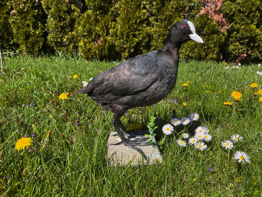 Coot Real Taxidermy Stuffed Bird Mount #EC19 - Etsy