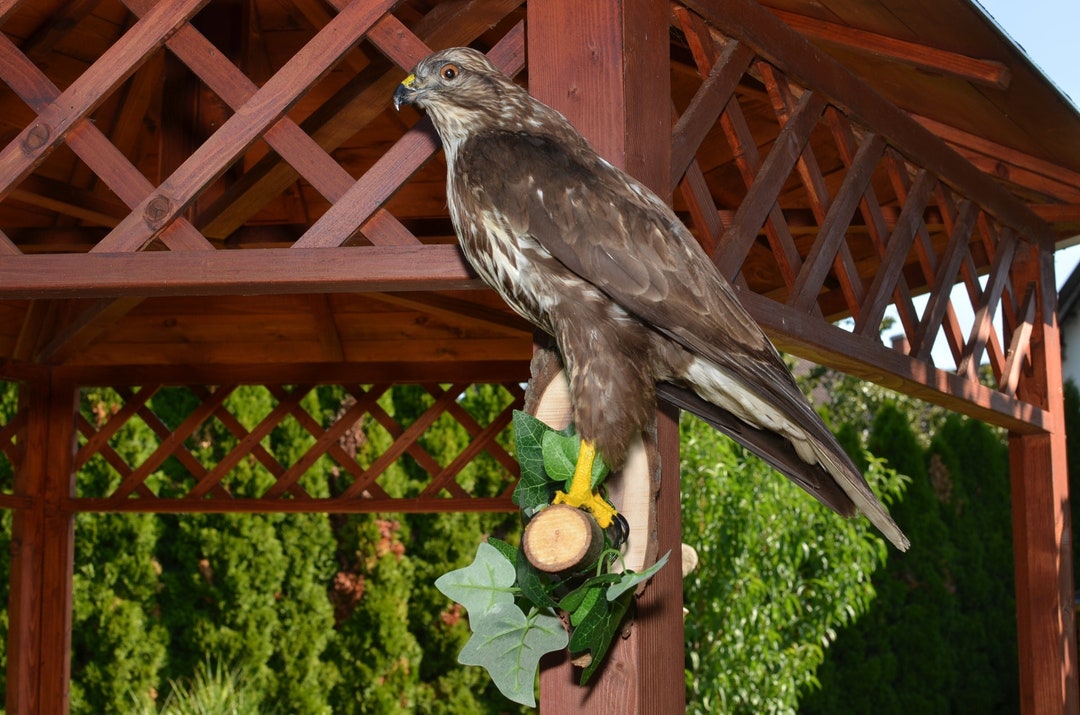 Buzzard Taxidermy Vintage Mount Mäusebussard Präparat CBW45 - Etsy