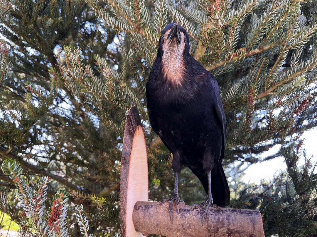 Rook Crow Taxidermy Mount – Realistic Gothic Bird on Wooden Branch # ...