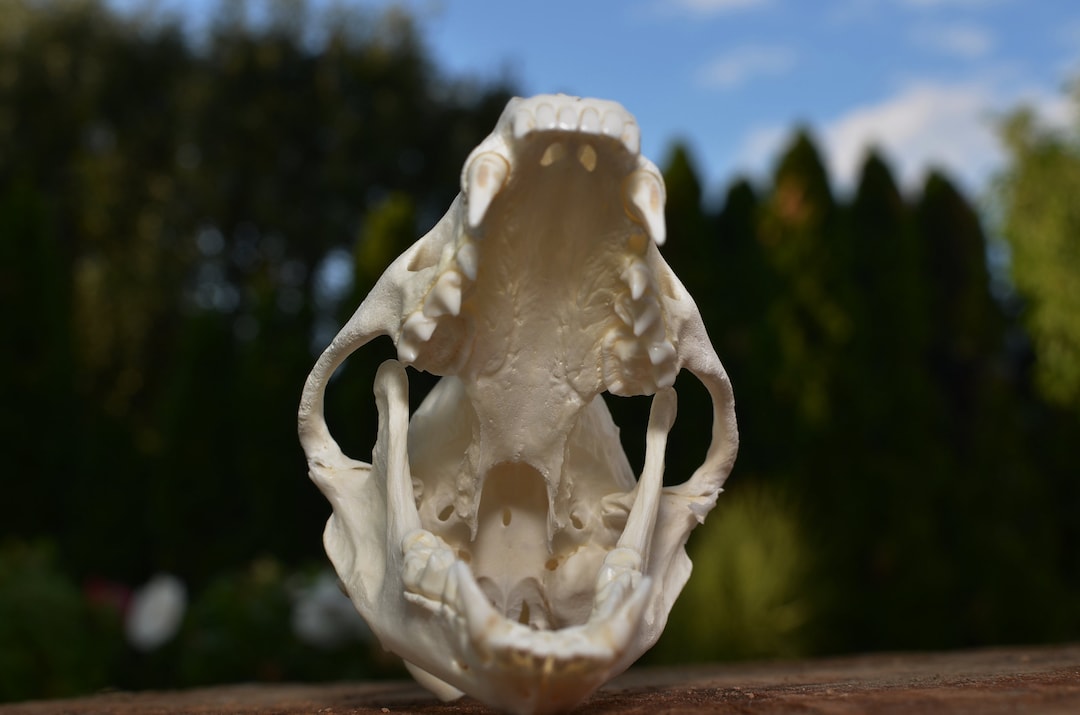 Real Badger Skull Taxidermy BS88 - Etsy