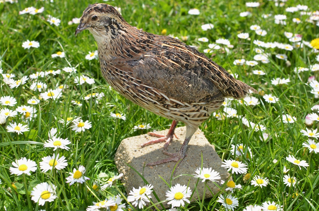 Quail Taxidermy Stuffed Bird Mount EQ18 - Etsy
