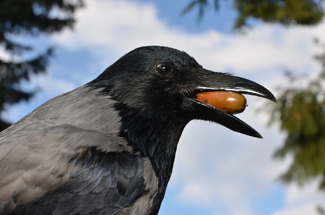 Hooded Crow Taxidermy Stuffed Bird Mount HCA04 - Etsy