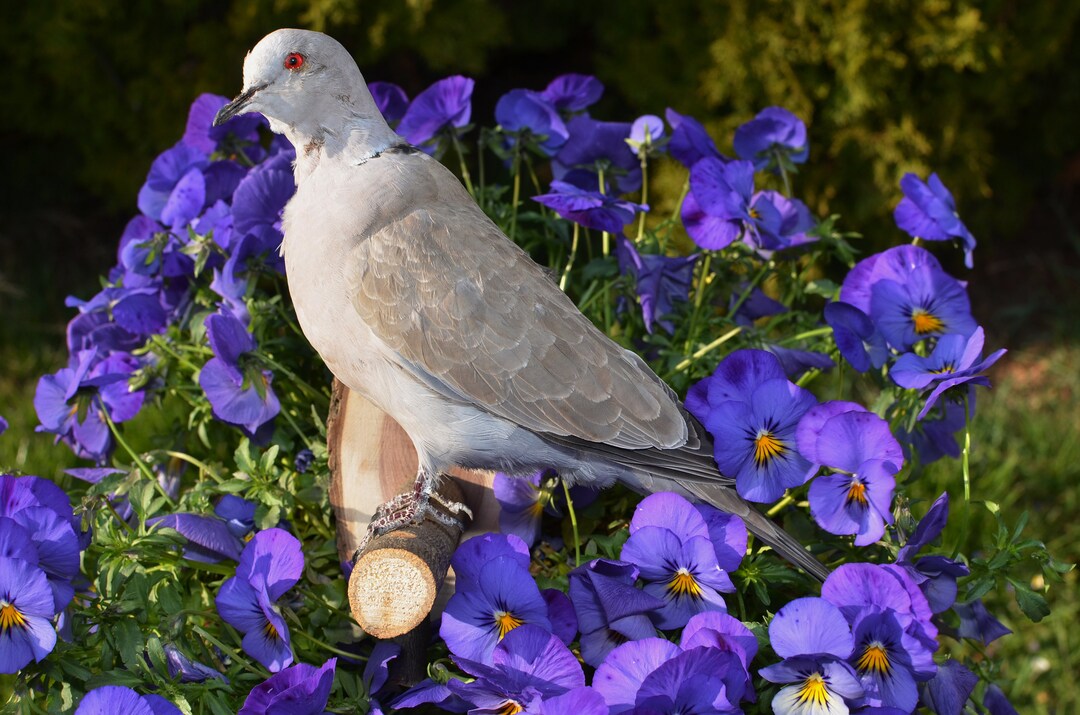 Dove Taxidermy Stuffed Bird Mount #EDW1 - Etsy