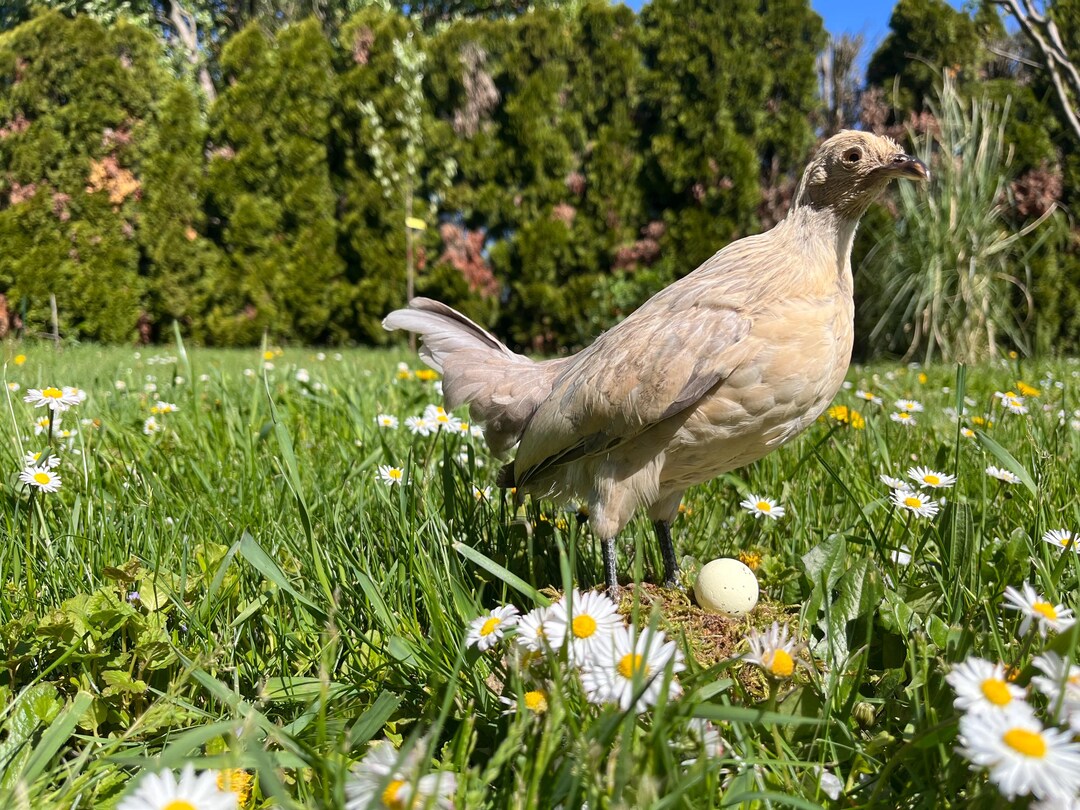Game Bantam Hen Taxidermy – Standing Mount With Decorative Base #SC1 - Etsy
