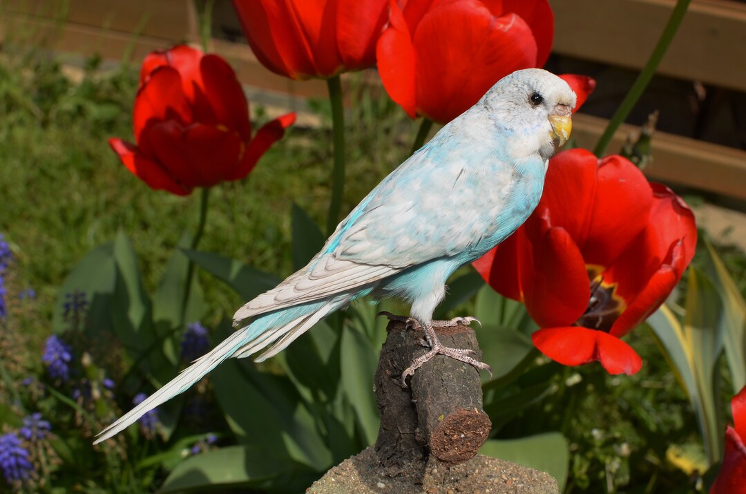 Taxidermy Budgie Parakeet Mount B17 - Etsy