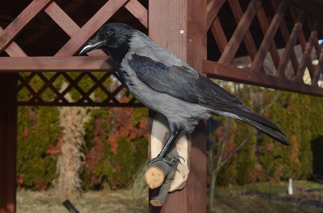 Hooded Crow Taxidermy Stuffed Bird Mount HCW68 - Etsy