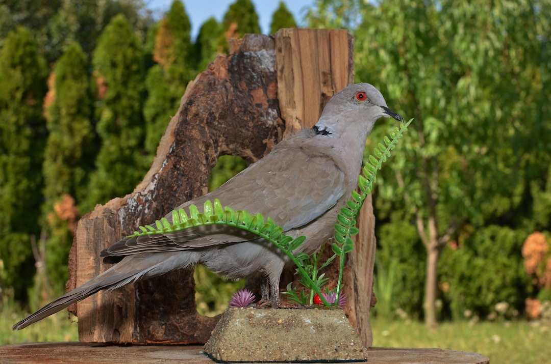 Collared Dove Taxidermy Stuffed Bird Mount ED4 - Etsy