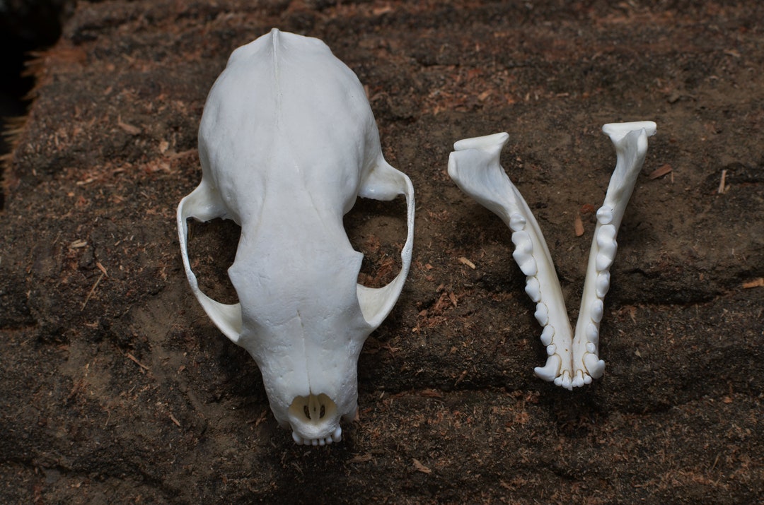 Real Stone Marten Skull Taxidermy MS10 - Etsy