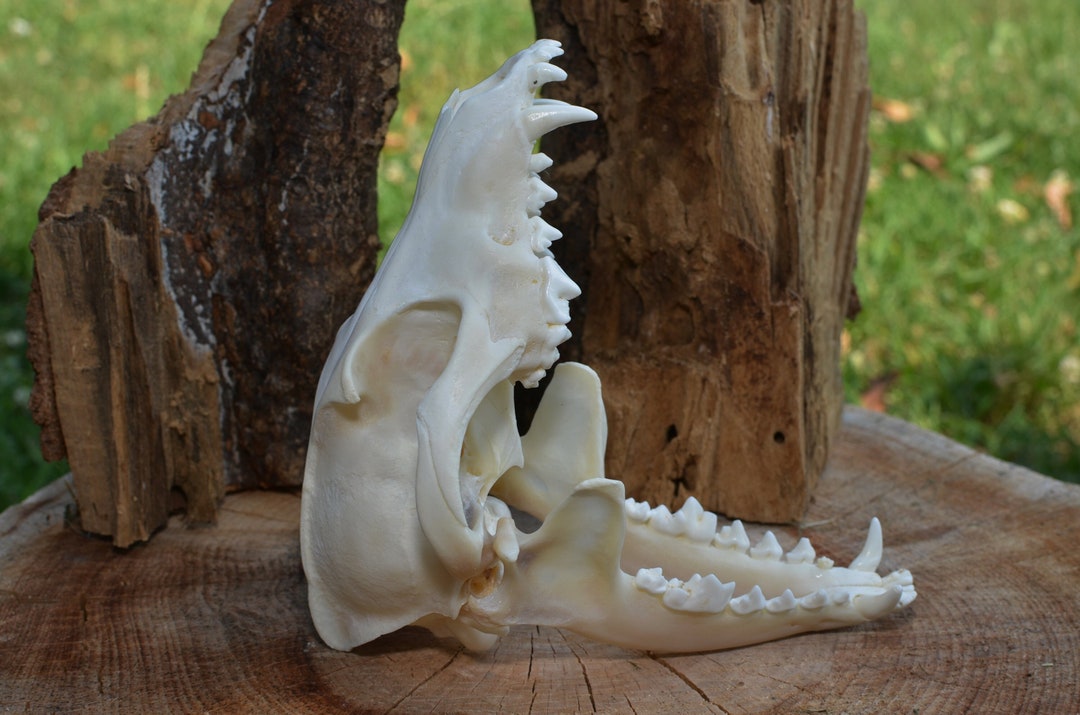 Real Golden Jackal Skull Taxidermy JS31 - Etsy