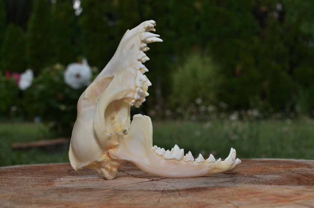 Real Golden Jackal Skull Taxidermy JS41 - Etsy