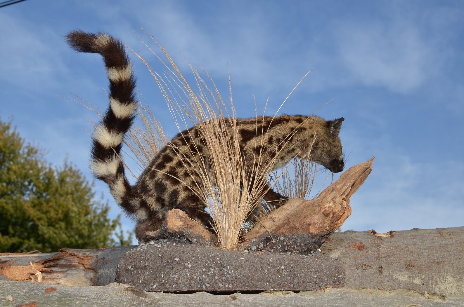 Taxidermy African genet mount | Etsy
