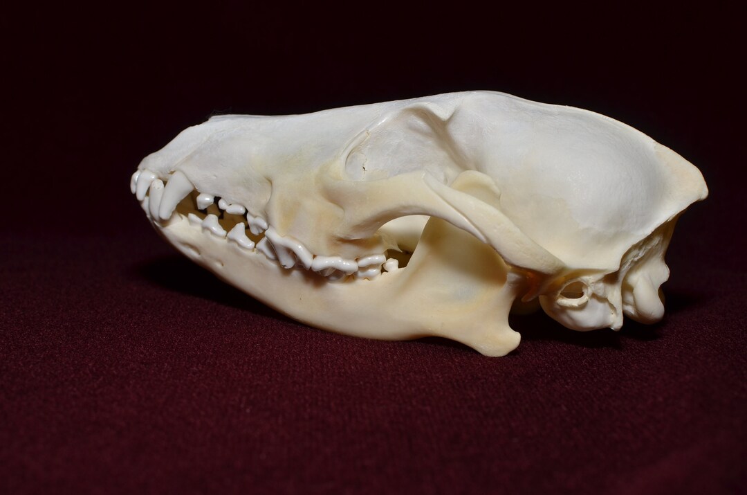 Real Golden Jackal Skull Taxidermy JS21 - Etsy