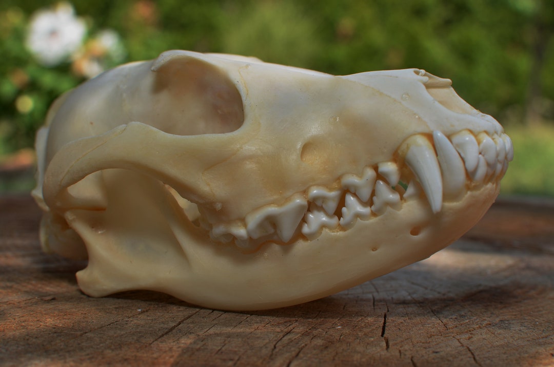 Real Golden Jackal Skull Taxidermy JS40 - Etsy