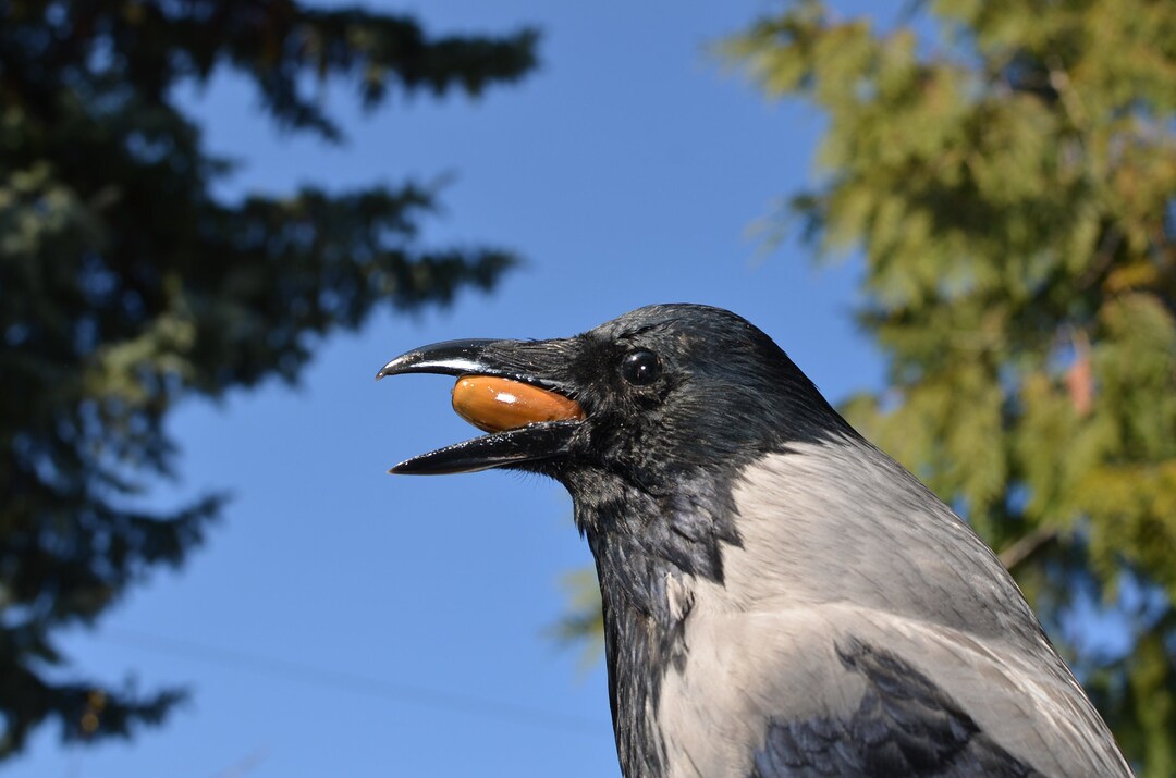 Hooded Crow Taxidermy Stuffed Bird Mount HCA07 - Etsy
