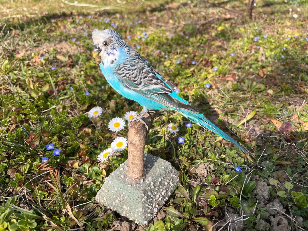 Blue Budgie Taxidermy Mount – Real Parakeet on Wooden Branch | Mounted ...