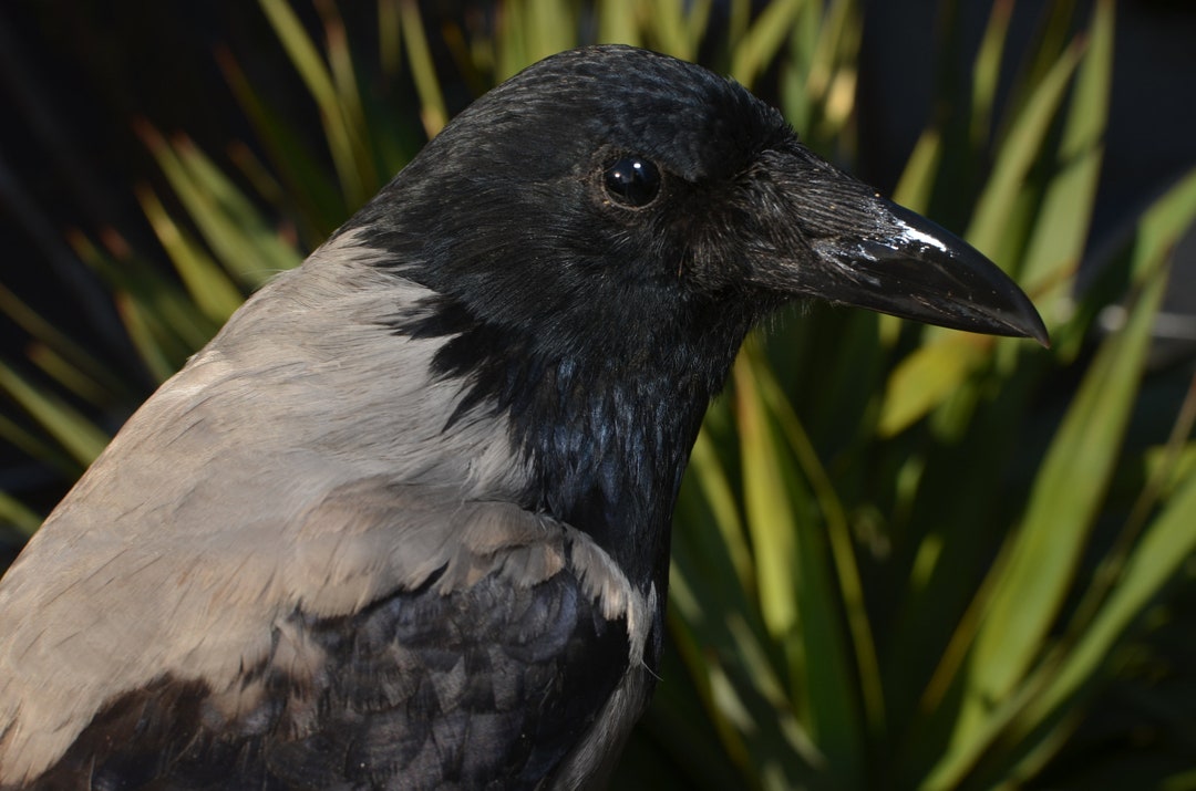 Hooded Crow Taxidermy Stuffed Bird Mount HCW70 - Etsy