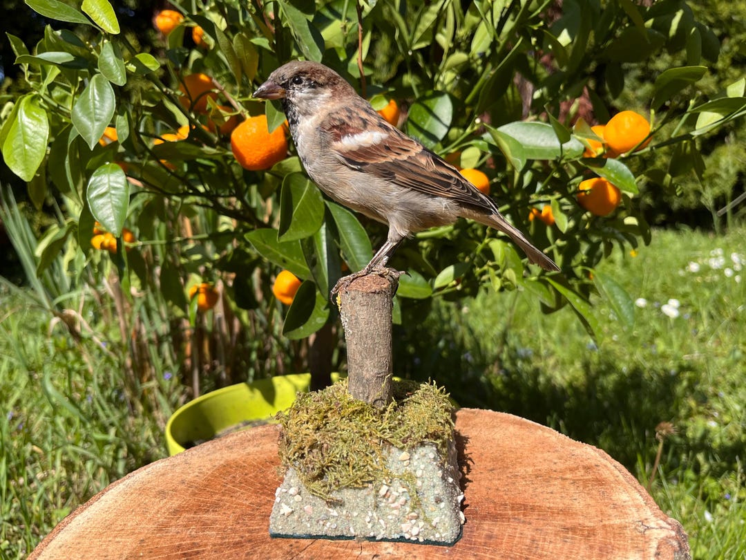 House Sparrow Taxidermy Mount - Rustic Decor #HSM6 - Etsy