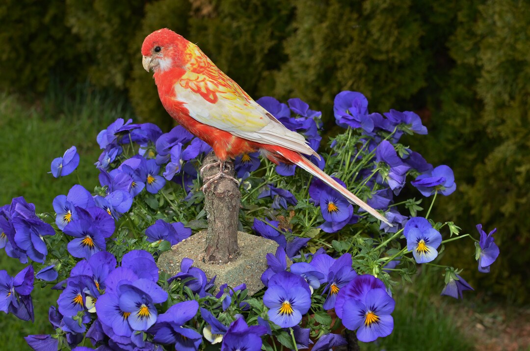 Rubino Rosella Parakeet Taxidermy Mount - Etsy