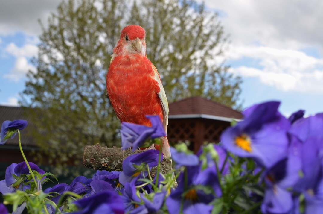 Rubino Rosella Parakeet Taxidermy Mount - Etsy
