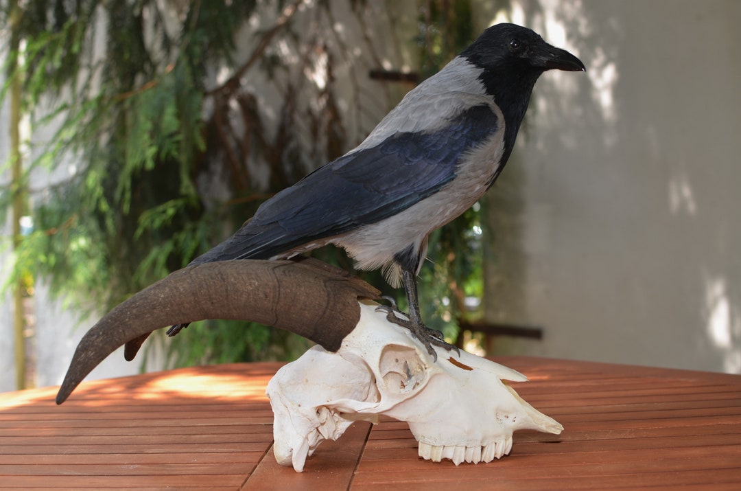 Hooded Crow Taxidermy on a Goat Skull Stuffed Gothic Bird HCS10 - Etsy