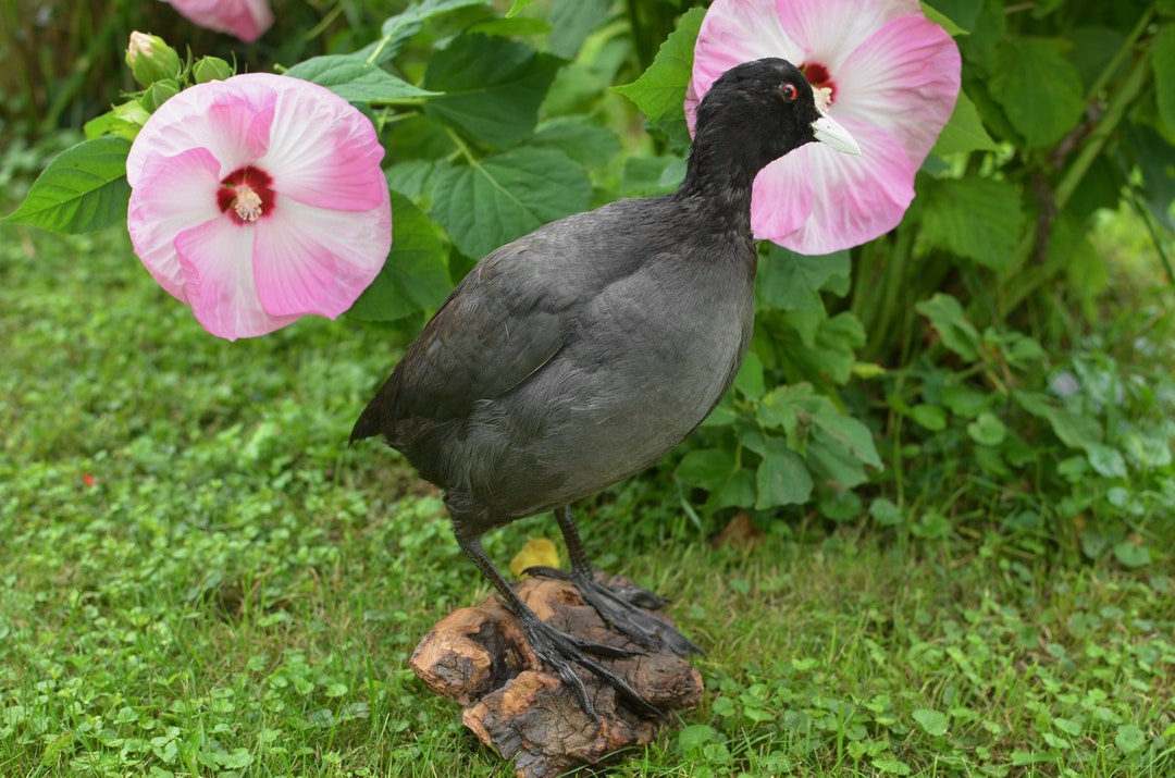 Coot Real Taxidermy Stuffed Bird Mount EC06 - Etsy
