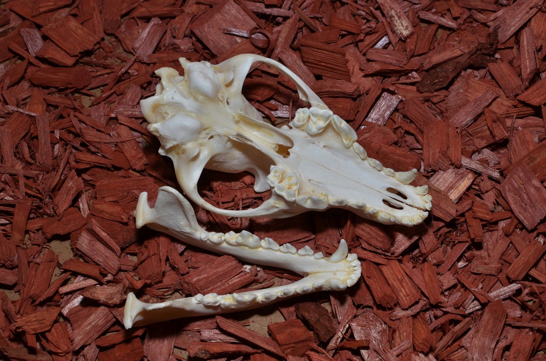 Real Golden Jackal Skull Taxidermy #JS27 - Etsy