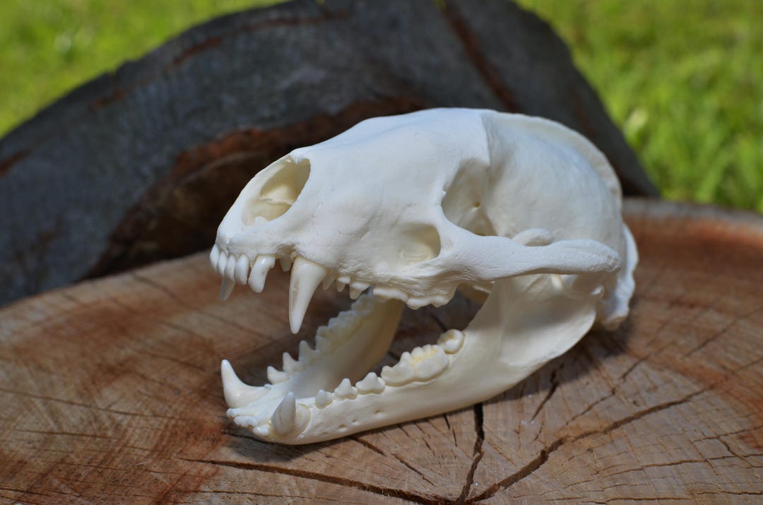 Real Badger Skull – Gothic Decor, Educational Specimen #BS68 - Etsy
