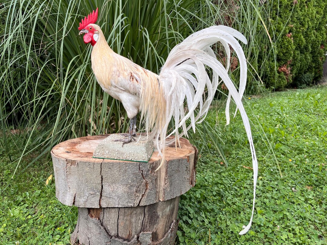 Phoenix Bantam Rooster Taxidermy – Long-tailed Mounted Cockerel on ...