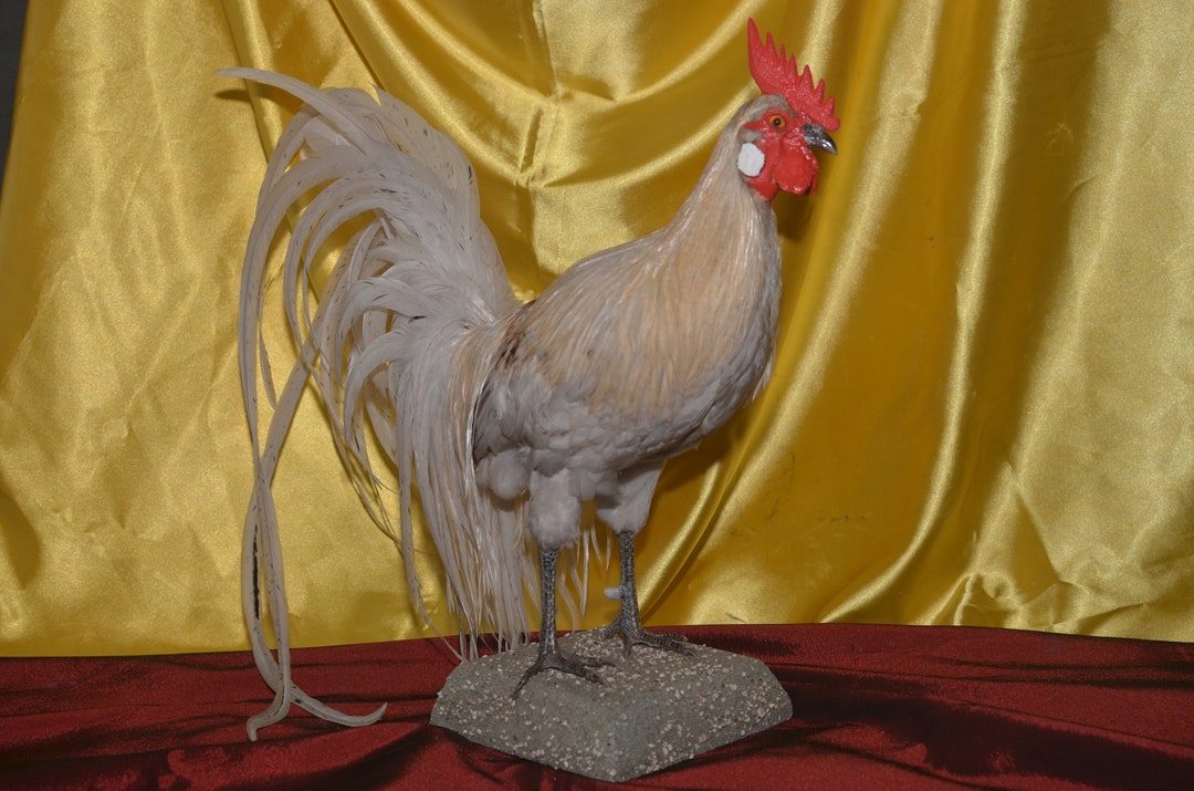 Phoenix Bantam Rooster Taxidermy Mount - Etsy
