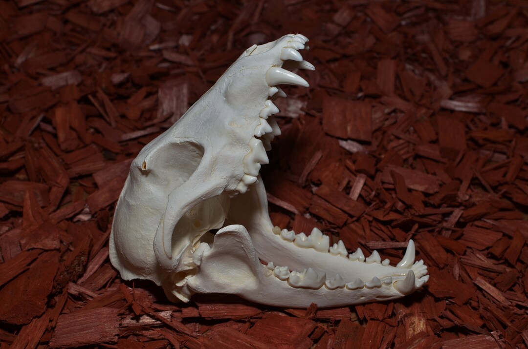 Real Golden Jackal Skull Taxidermy JS17 - Etsy