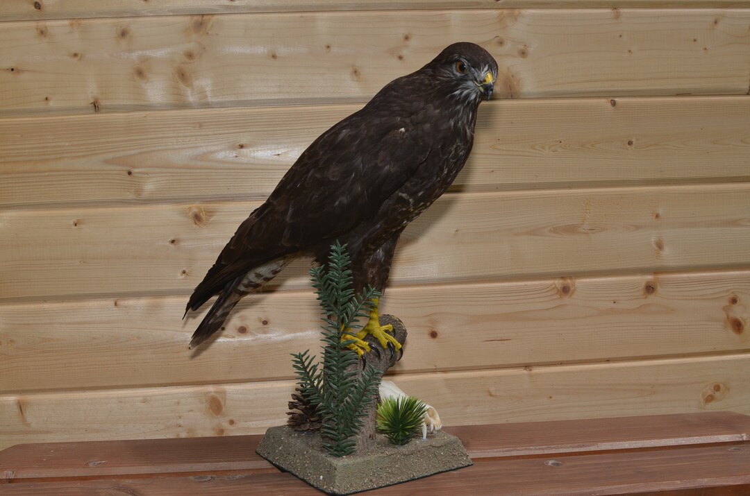 Buzzard Taxidermy Vintage Bird With Skull CBS03 - Etsy