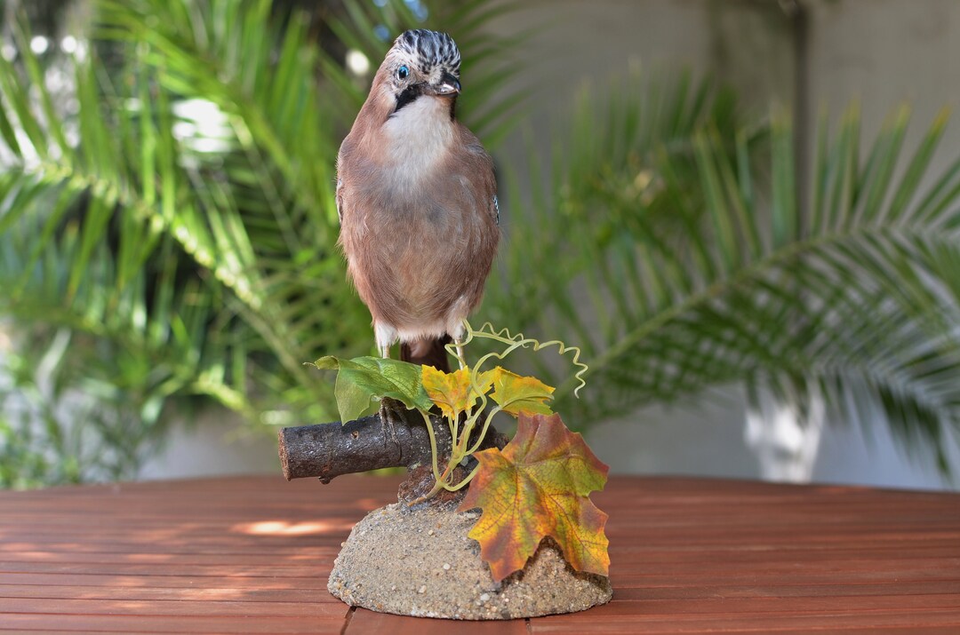 Jay Taxidermy Stuffed Bird Mount EJ9 - Etsy