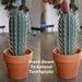 3D Printed Cactus Toothpick Dispenser House Plant Cacti Houseplant Hold ...
