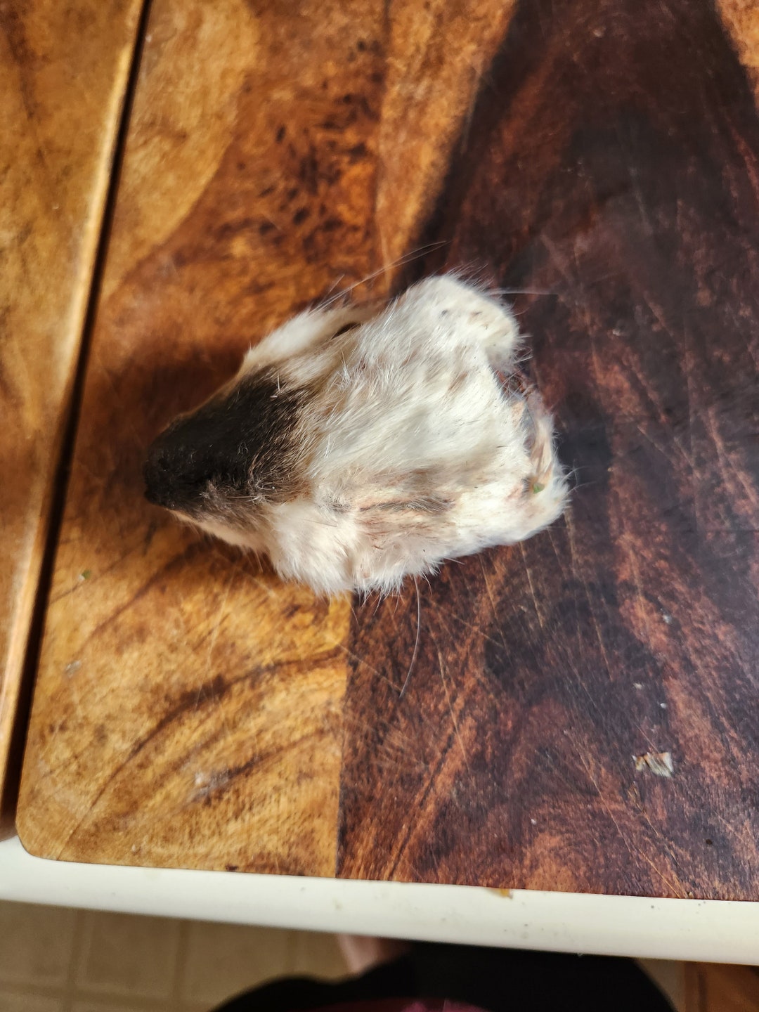 Dehydrated Rabbit Head With Fur- 6 Ct - Etsy